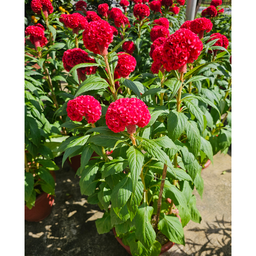 CNY Plant Celosia Cockscomb Red Indoor House Home Potted Plant ...