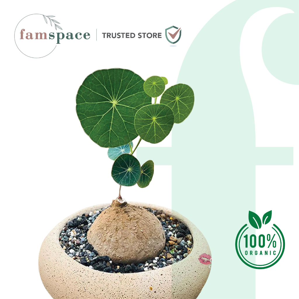 Famspace - Stephania Erecta - Cute and Fuss Free House Plant | Shopee ...