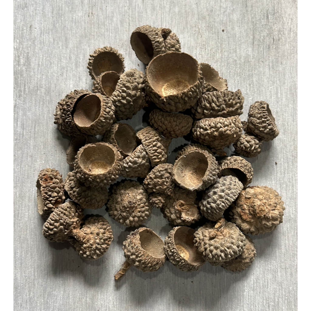 Acorn Cups 30pcs (Aquatic Botanicals/Isopod Habitat/Decor) | Shopee ...