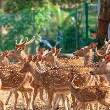 Batam 1 Day Tour C with Deer Park, Seafood Lunch, High tea.Chice of The ...