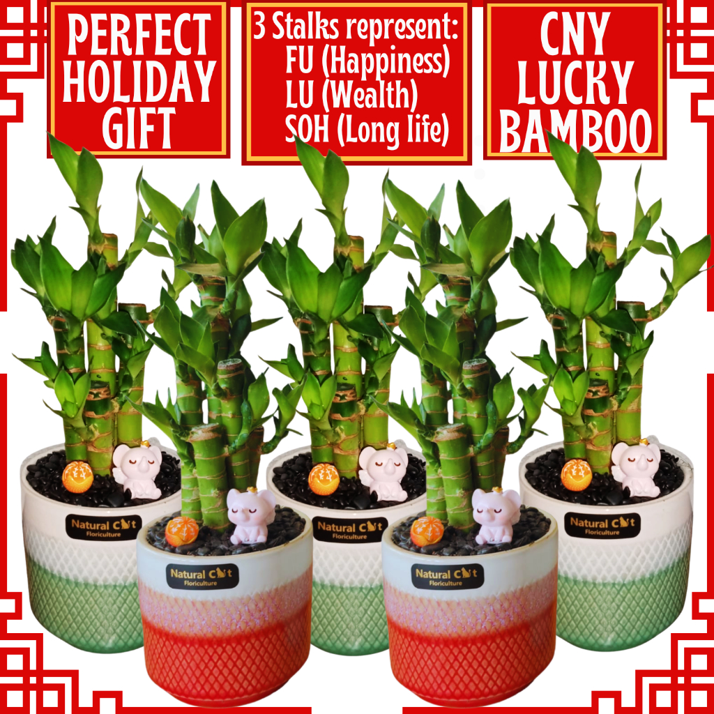 [Local Seller] CNY 3 Lucky Bamboo in a Stylish Pot Indoor Plant Lucky ...
