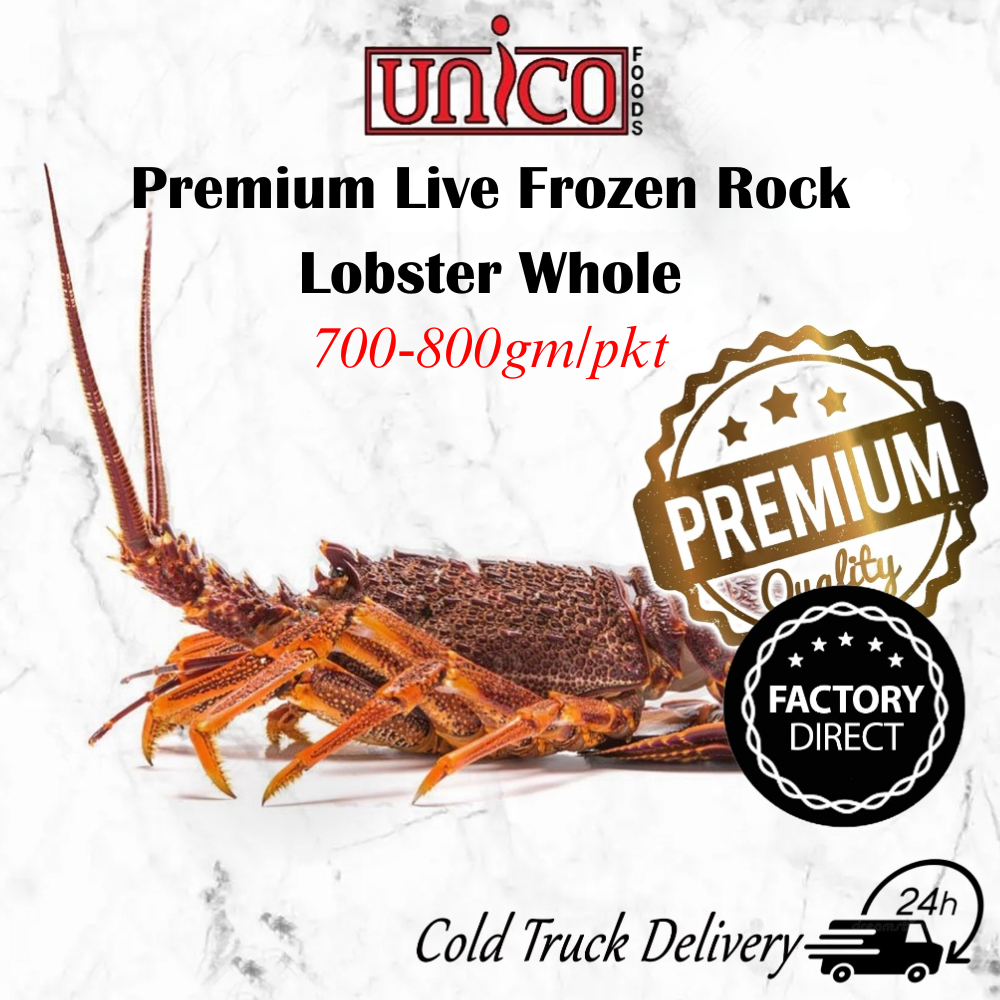 [UNICOFOODS] Golden Ocean Premium Live Frozen Rock Lobster Whole (700gm ...