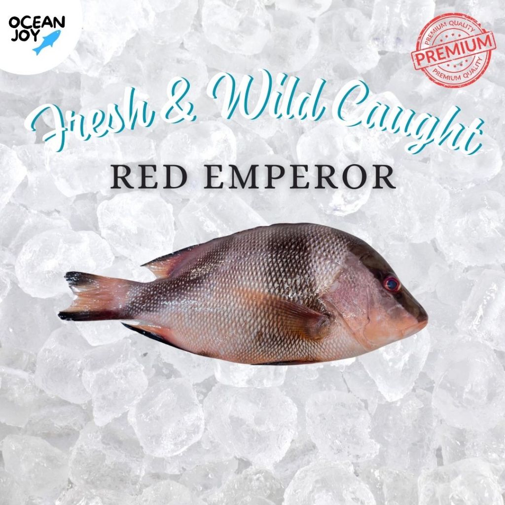 OceanJoy Fresh & Wild Caught Red Emperor 红狮鱼 (Whole/Fillet/Slice/Steak ...