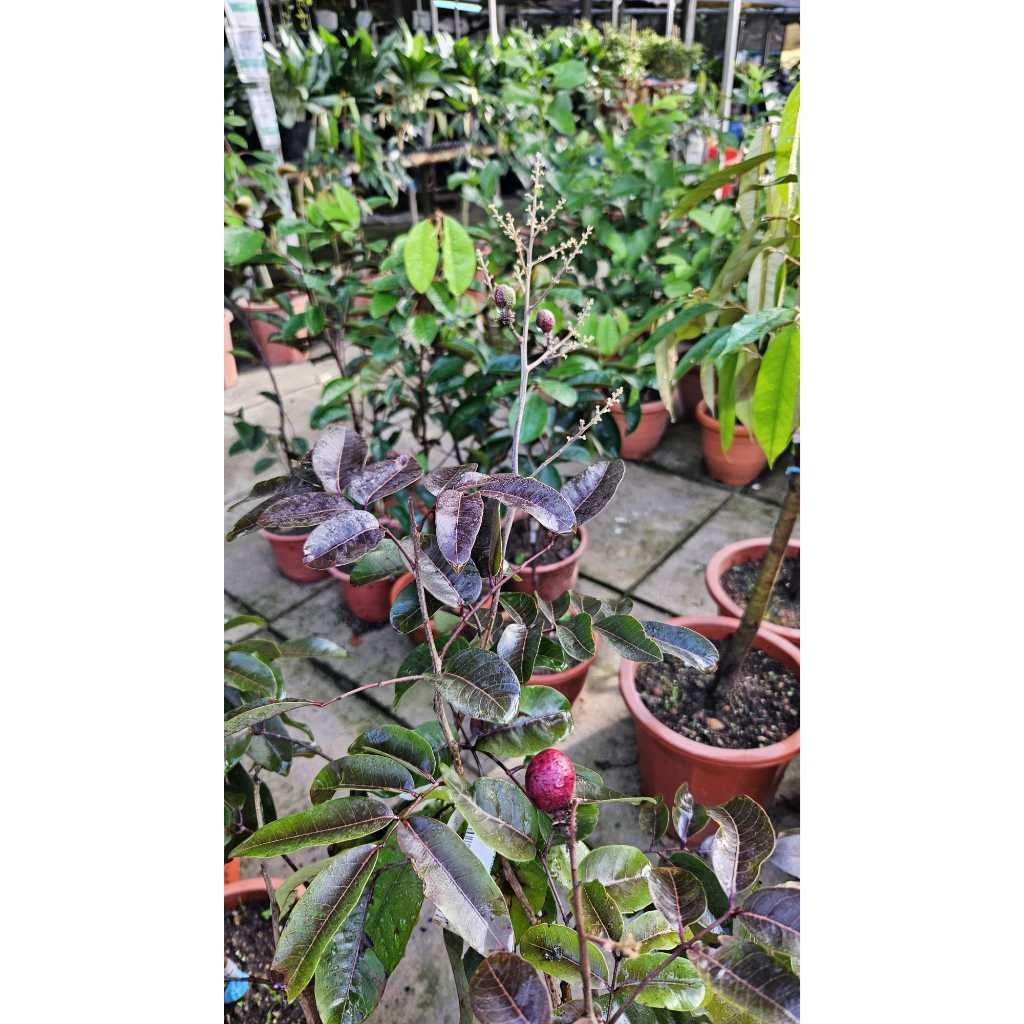 Grafted Purple longan tree/longan plant/fruit plant | Shopee Singapore