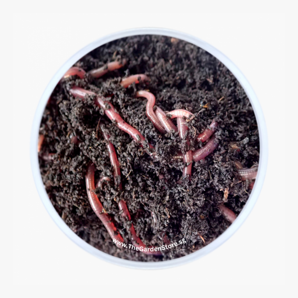 Earthworms 50gm LIVE earthworms for gardening with peat soil (Item ...
