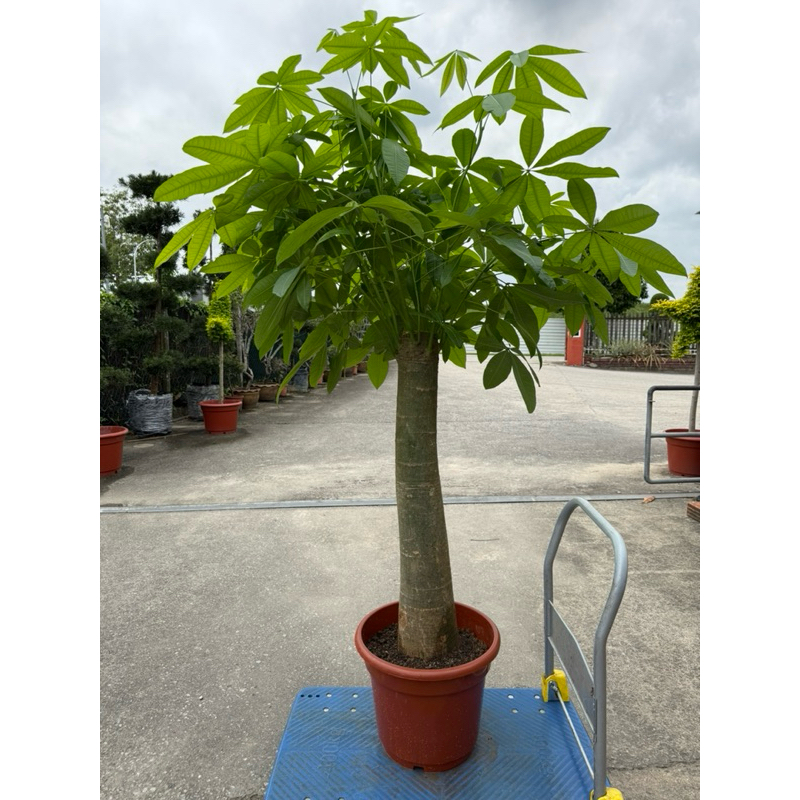 1.8m Tall Solid Thick Trunk Pachira Money Tree | 发财树 | Shopee Singapore