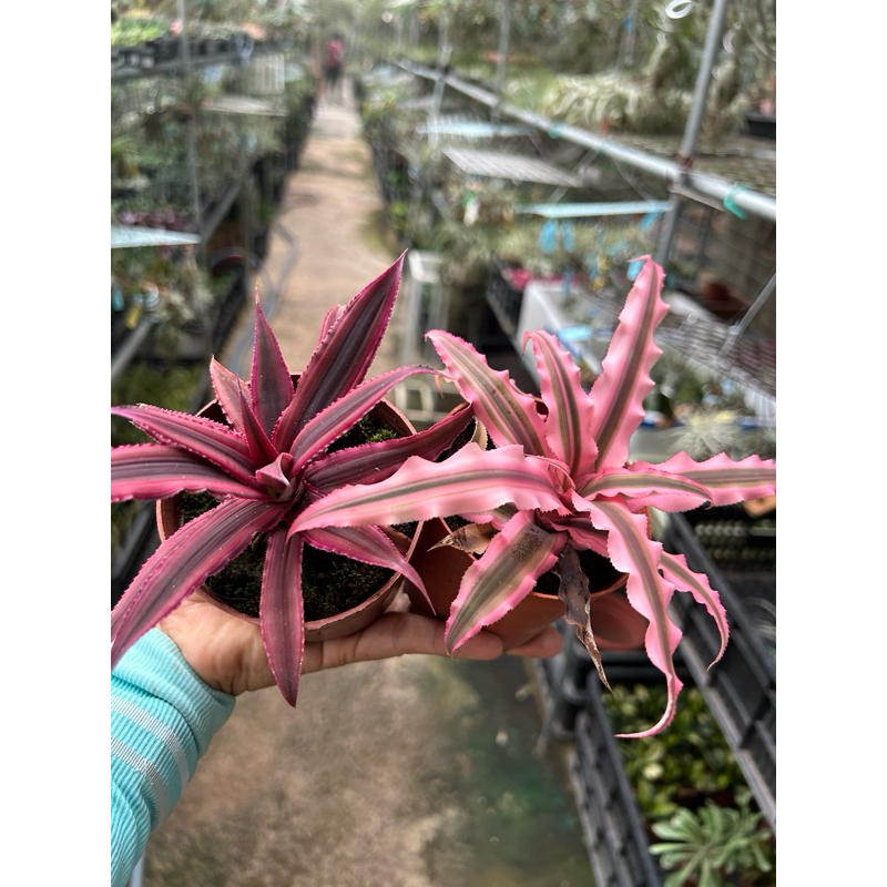 Cryptanthus Red Ribbon and Cryptanthus Pink Starlite *Succulent ...