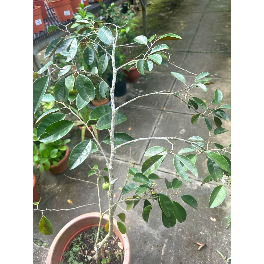 Grafted Star apple tree/ Fruit tree/ Chrysophyllum cainito | Shopee ...
