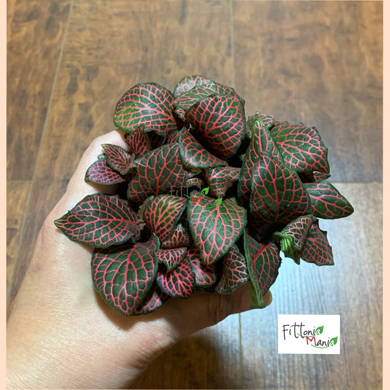 🌳Fittonia plant🌳 Terrarium plant. Nerve plant. Houseplant. Small plant ...