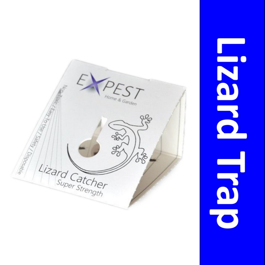 Lizard Trap ️ Lizard Glue Trap ️ 抓壁虎 ️ Gecko Trap ️ Expest Lizard Trap ...
