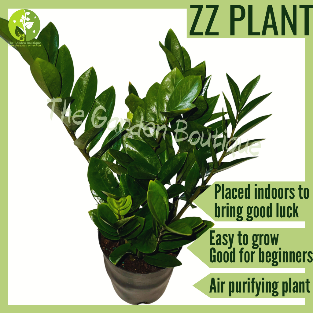 [Local Seller] Zamioculcas zamiifolia ZZ Plant Lucky Plant Indoor Plant ...