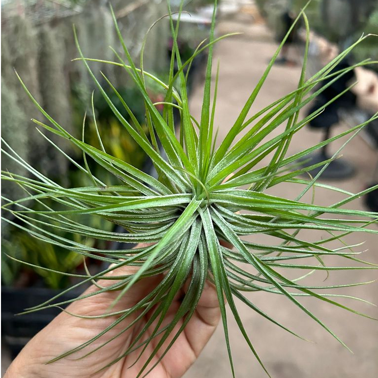 Tillandsia stricta Compacta *Airplants* | Shopee Singapore