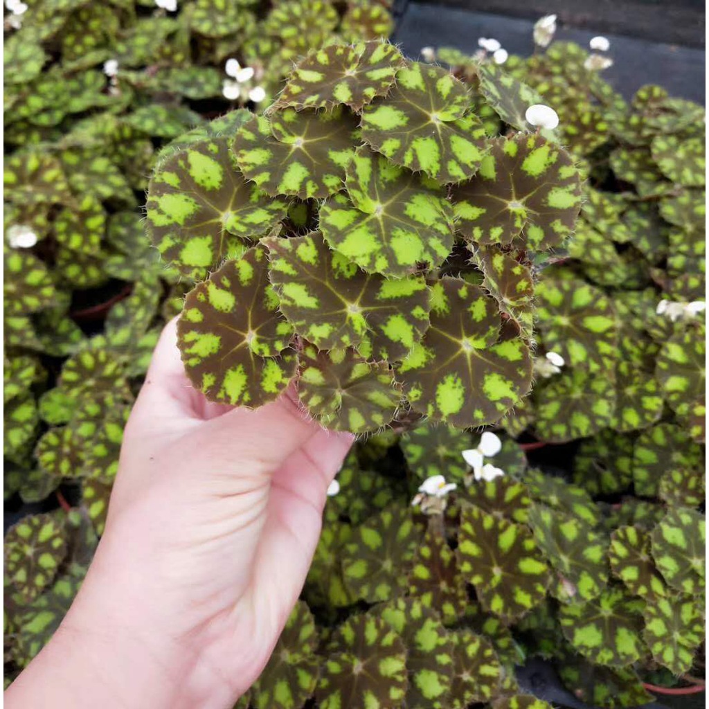 Begonia Tiger Windy Nettle Green Bonsai Room | Shopee Singapore