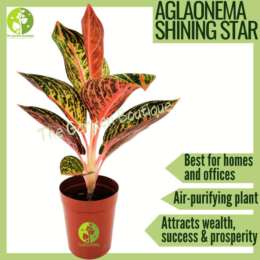 [Local Seller]Aglaonema Shining Star Houseplant Lucky Plant Indoor Air ...