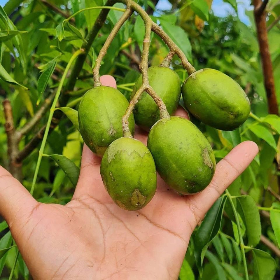 Spondias Dulcis Parkinson, Kedondong, Great Hog Plum, Golden Apple ...