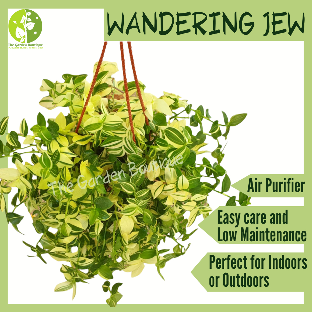 [Local Seller] Variegated Wandering Jew Houseplant Indoor Plant Outdoor ...