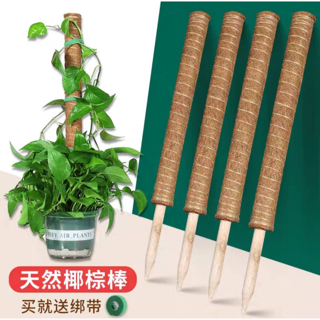 [SG Stock] [FREE GIFT] Coco Coir Fibre Pole V2 | Stackable | Extendable ...