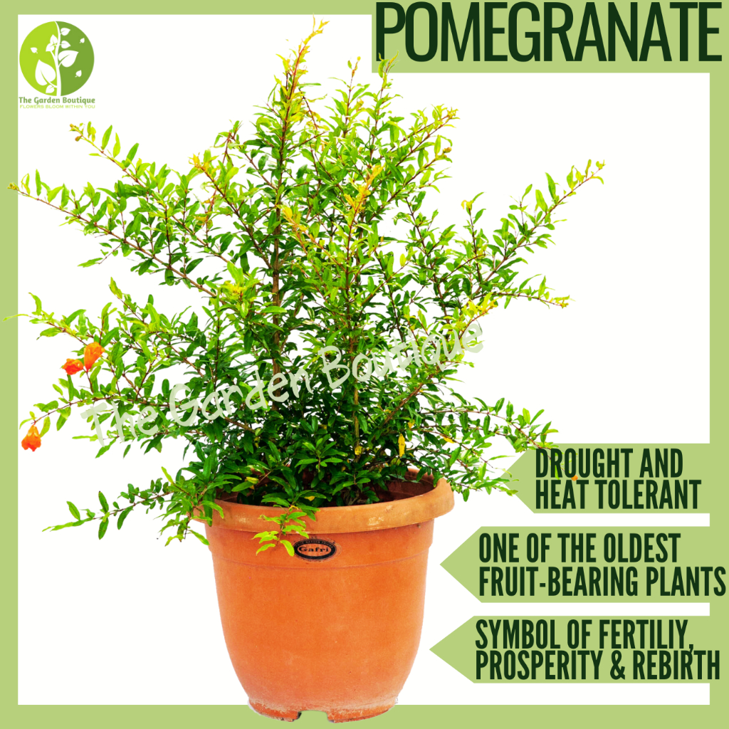 [Local Seller]Pomegranate Plant Fruit-bearing Houseplant Outdoor Plant ...