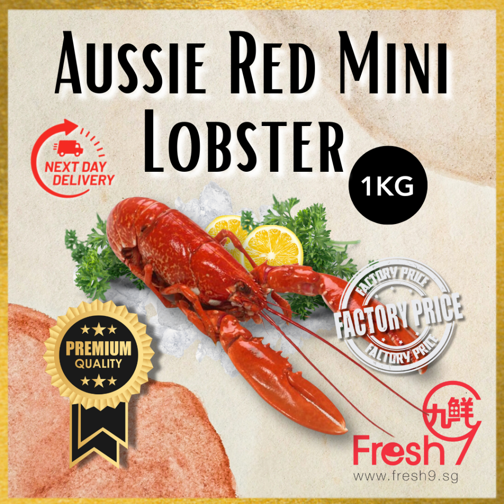 [Fresh9] Premium Australian Mini Lobster (1kg/pkt) Crawfish Yabbies ...