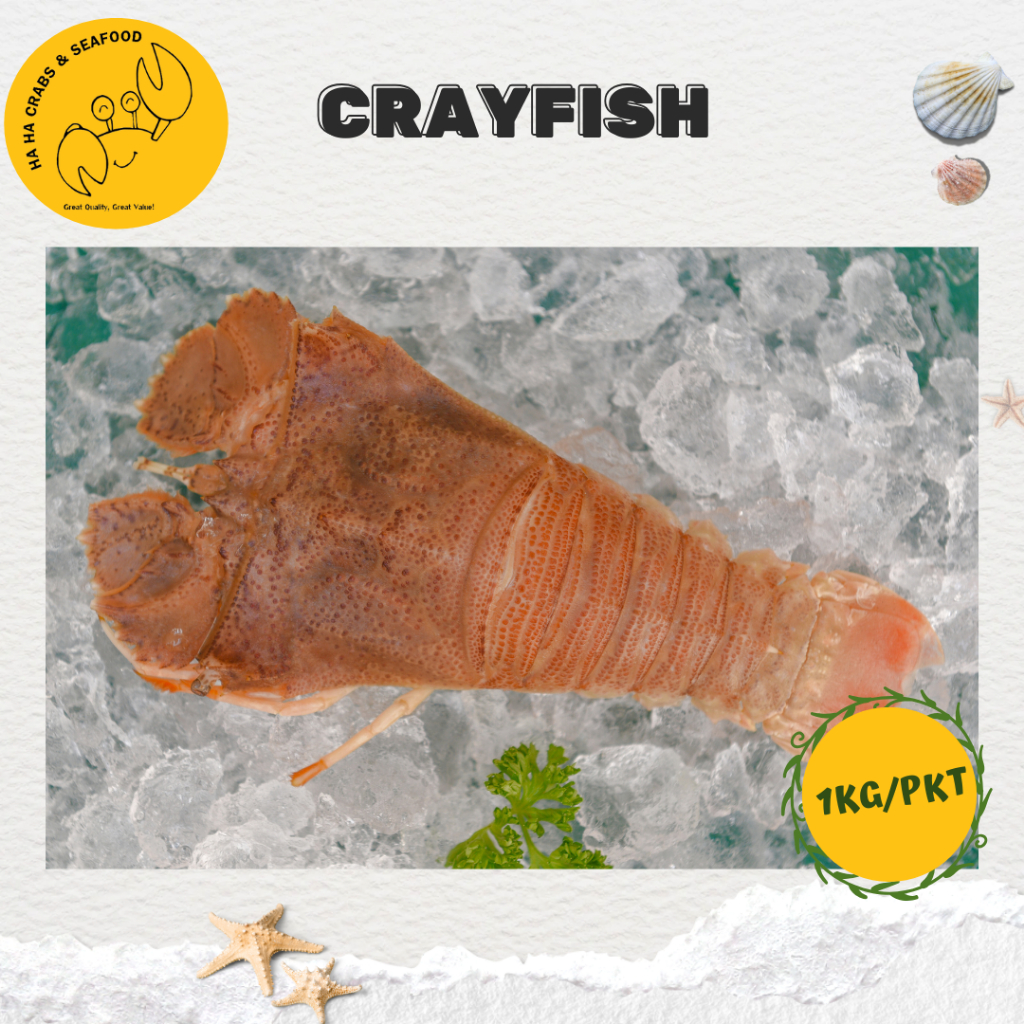 Crayfish / Slipper Lobster 虾婆 (Frozen, 1kg/Pkt) | Shopee Singapore