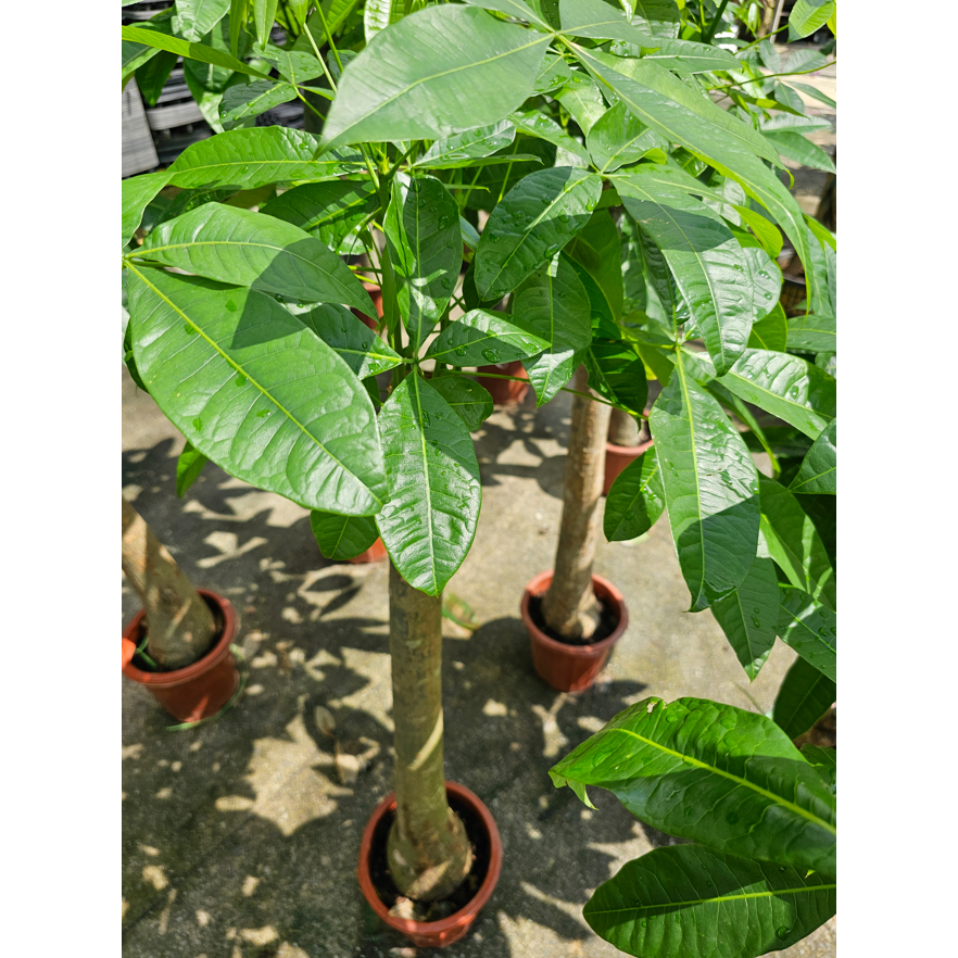 Approx 1.2m / 1.5m Fortune Money Tree Pachira Fa Cai Shu Single Stem ...