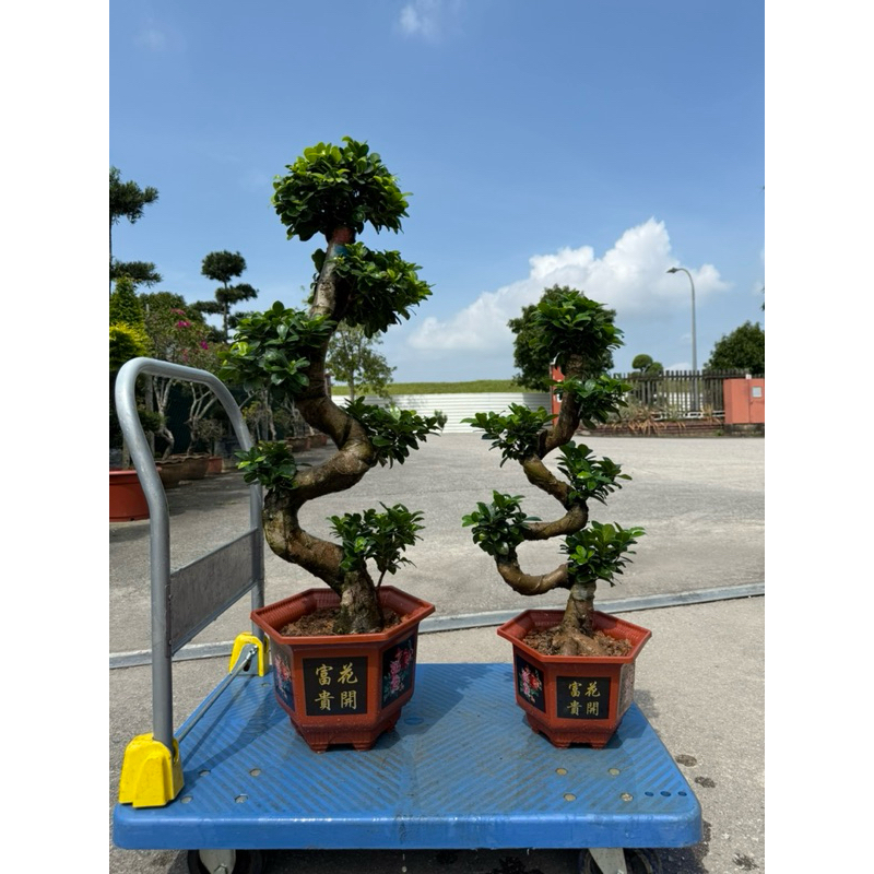 S- Shaped Ficus Microcarpa Bonsai (Ficus Ginseng) 人参榕盆景( Available in ...