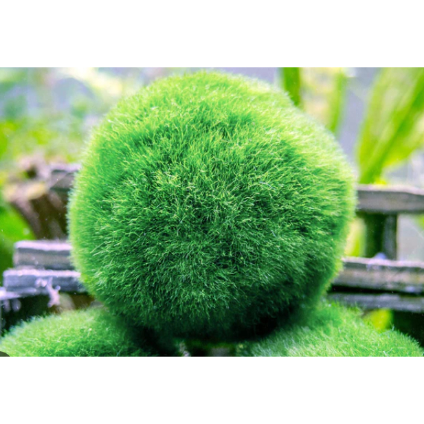 Marimo Moss Ball (LIVE PLANTS) | Shopee Singapore