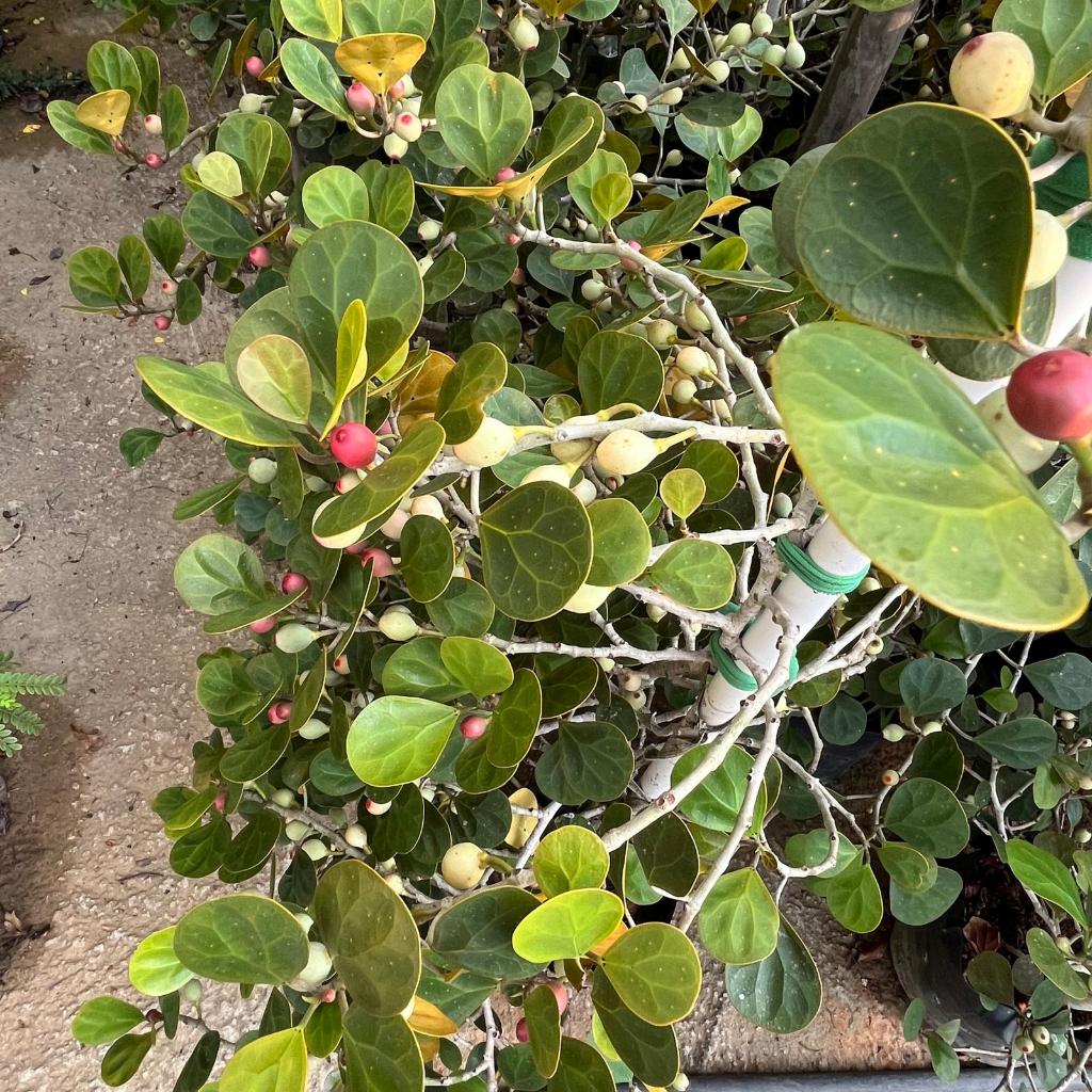 Ficus diversifolia, Ficus deltoidea, Mistletoe (1.3m) | Shopee Singapore