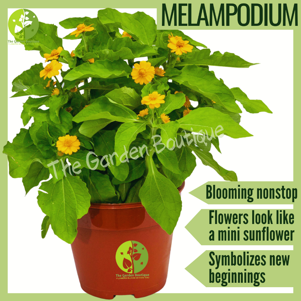 [Local Seller] Melampodium Butter Daisy Fresh Flower Houseplant Pot ...