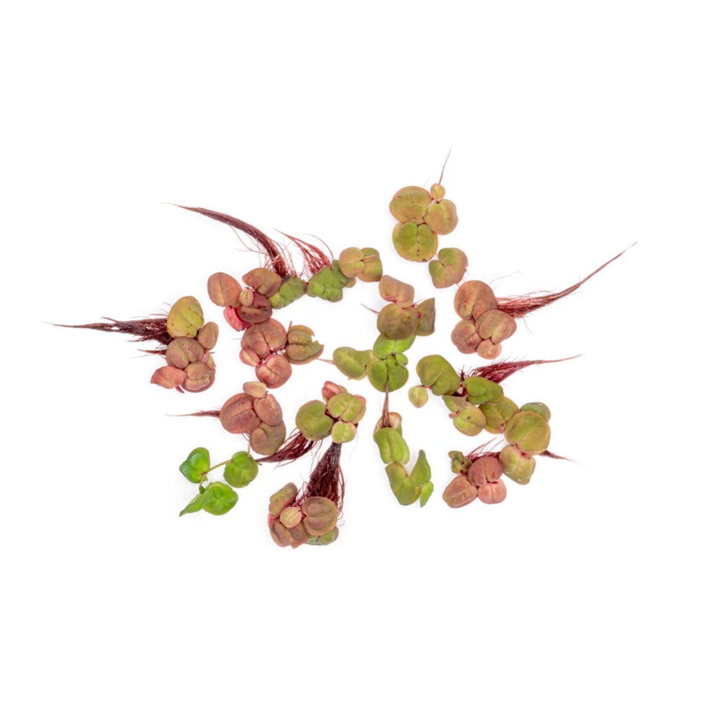 [SG READY STOCKS Live Aquatic Floating Plant] Phyllanthus fluitans (Red ...