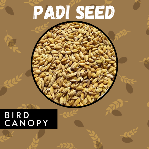 Clean White Paddy /Red Paddy Padi Seeds for Birds Merobok Terkuku ...