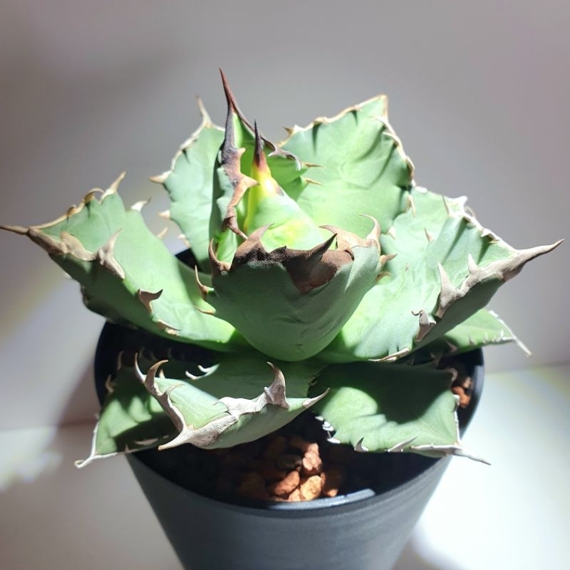 Agave titanota dwarf aka compact 姬仁王冠, Rooted in large potting mix ...