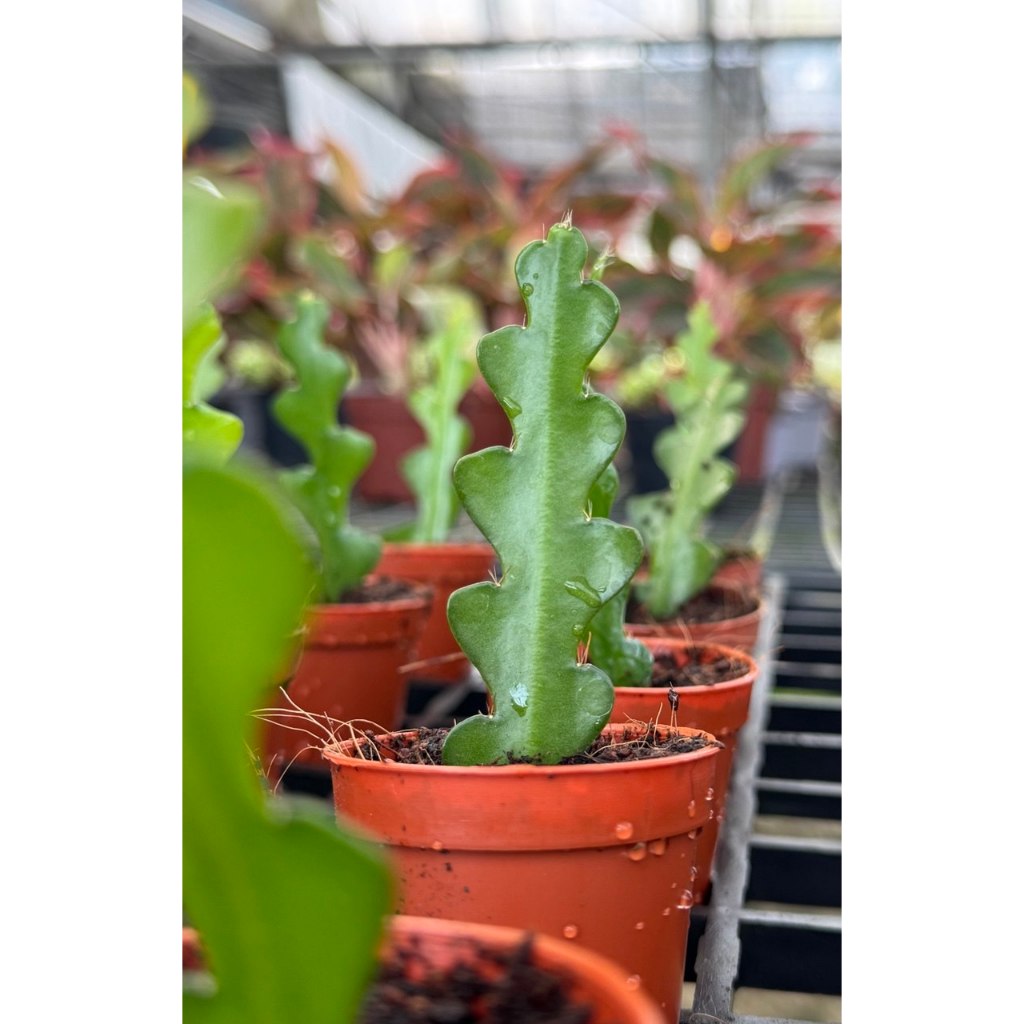 Mini Fishbone Succulent - Affordable and Adorable Easy-to-Grow Plant ...