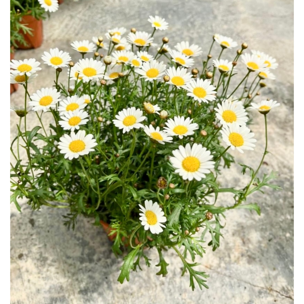 Chamomile Daisy Live Plant Aster Flower Gardening Plant - Fresh ...