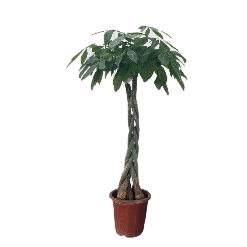 Money Tree (Pachira aquatica) Plaited, Twisted Potted Plant, 1.5m - Pet ...
