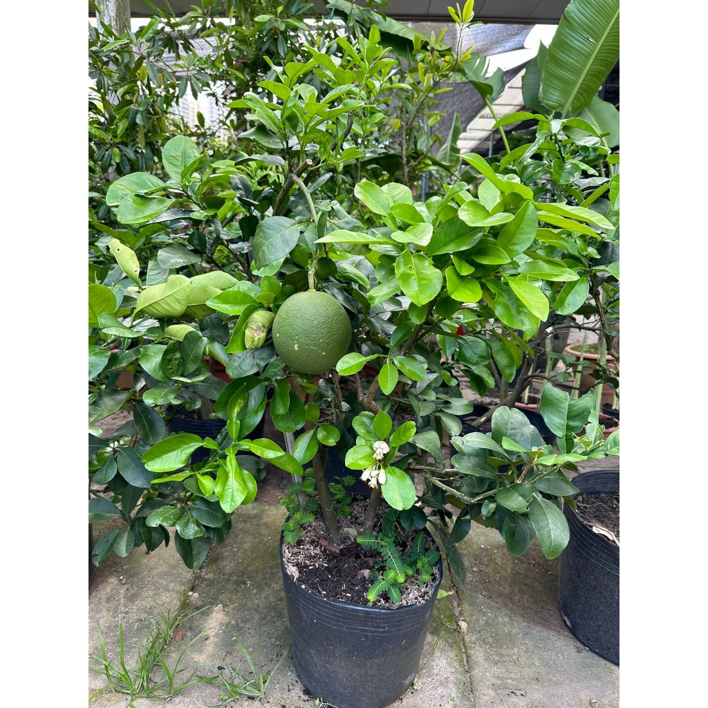 Pomelo Plant/Citrus maxima (Burm.) /Fruit Plant/Outdoor Plant | Shopee ...