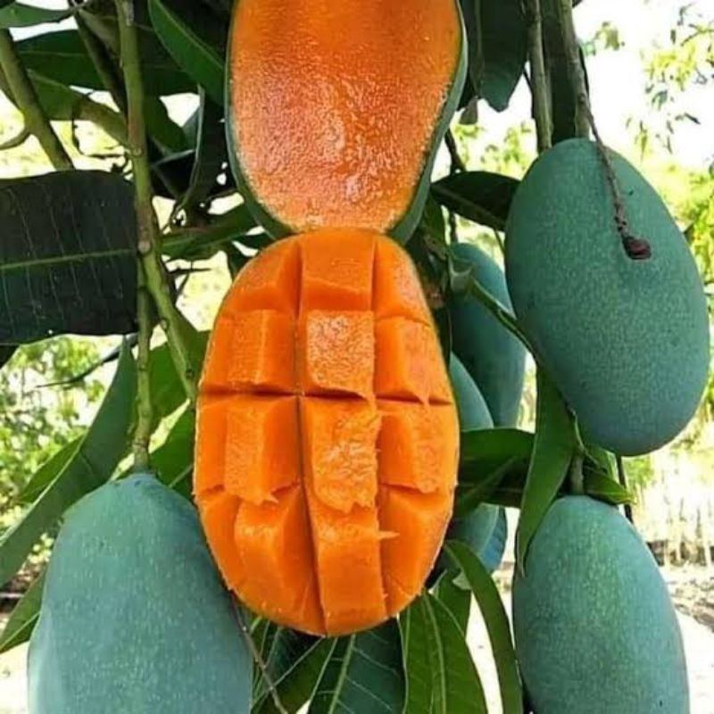 Grafted Mango Arumanis | Shopee Singapore