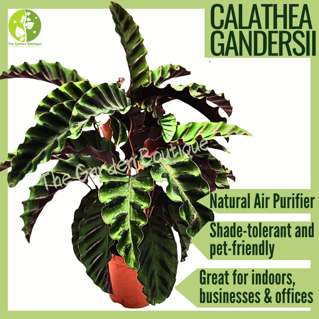 [Local Seller] Calathea Gandersii Prayer Plant Fresh Houseplant Indoor ...
