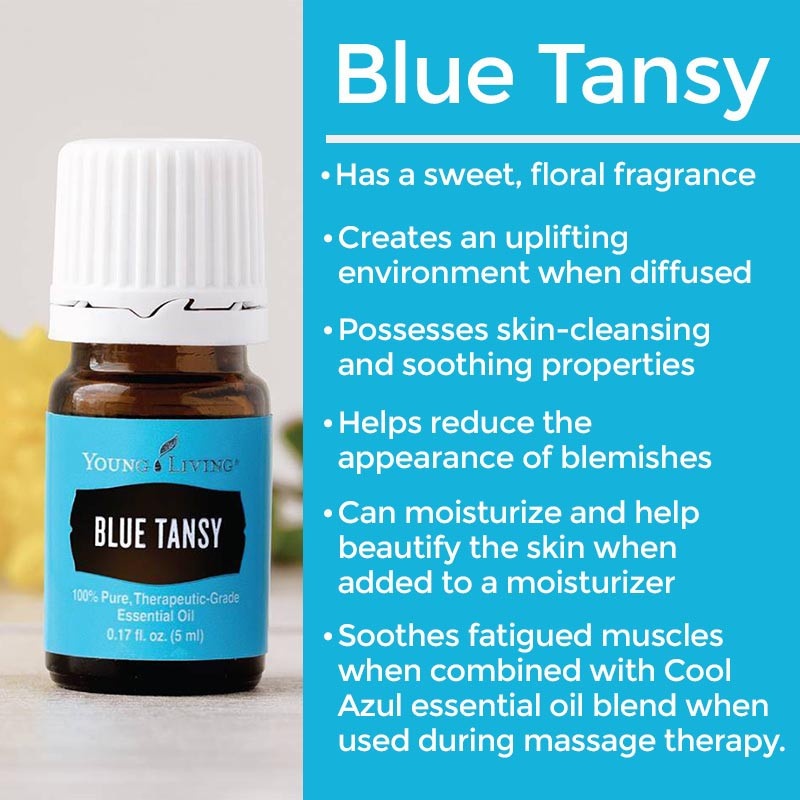 Blue tansy young living store