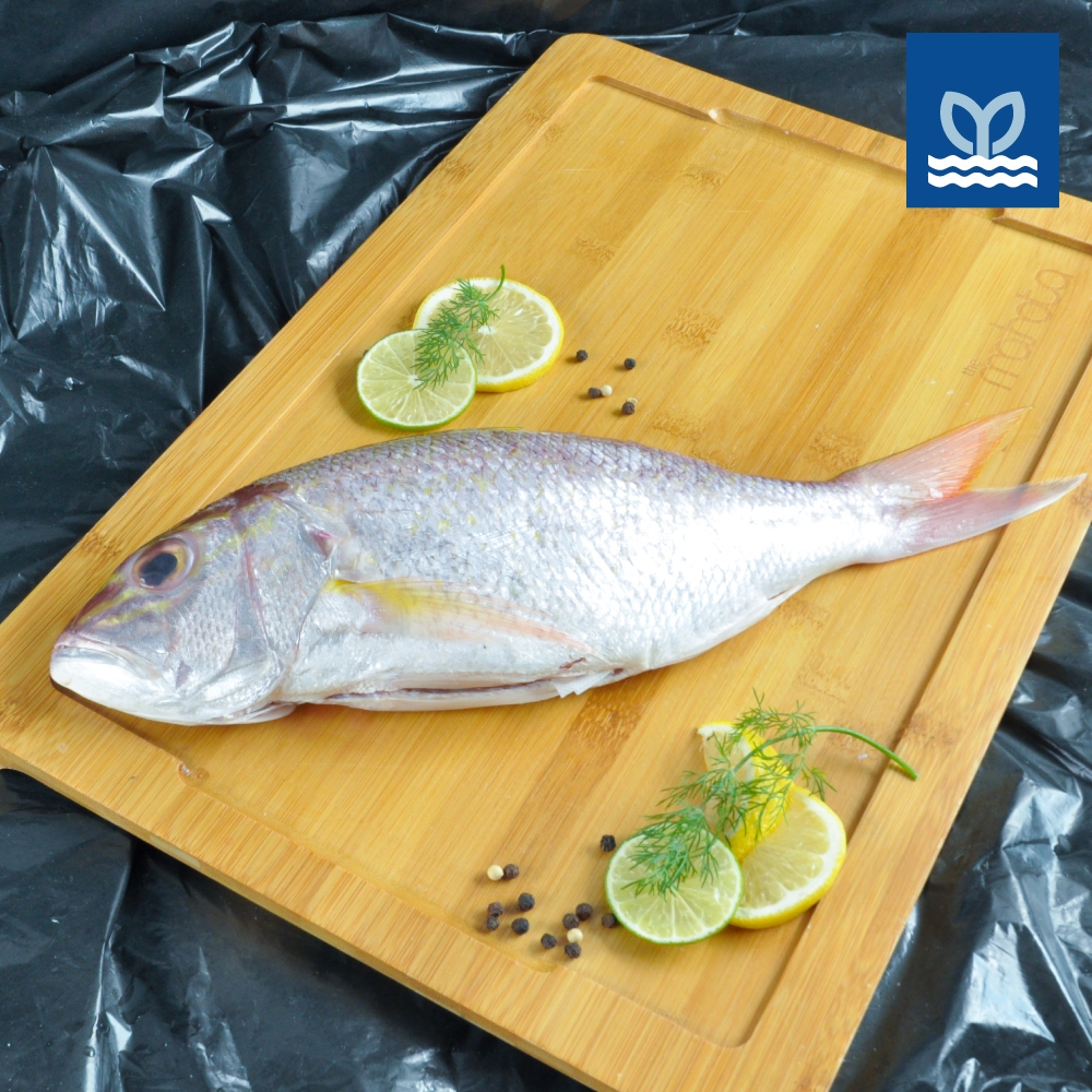 Prime Fresh - Fresh White Snapper 红哥里肉 (Ang Go Li) - Whole - S/M ...