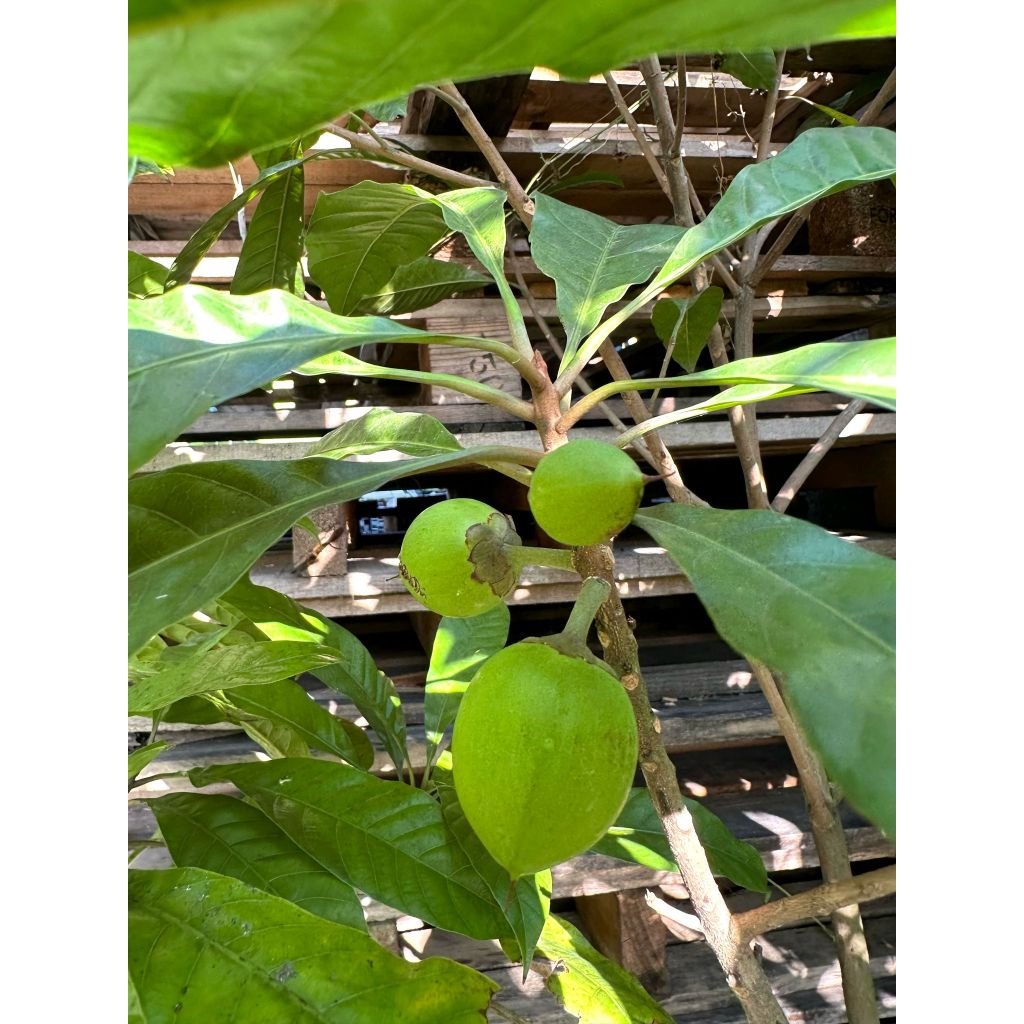 Grafted Eggs fruits tree /Pouteria lucuma/fruit tree | Shopee Singapore