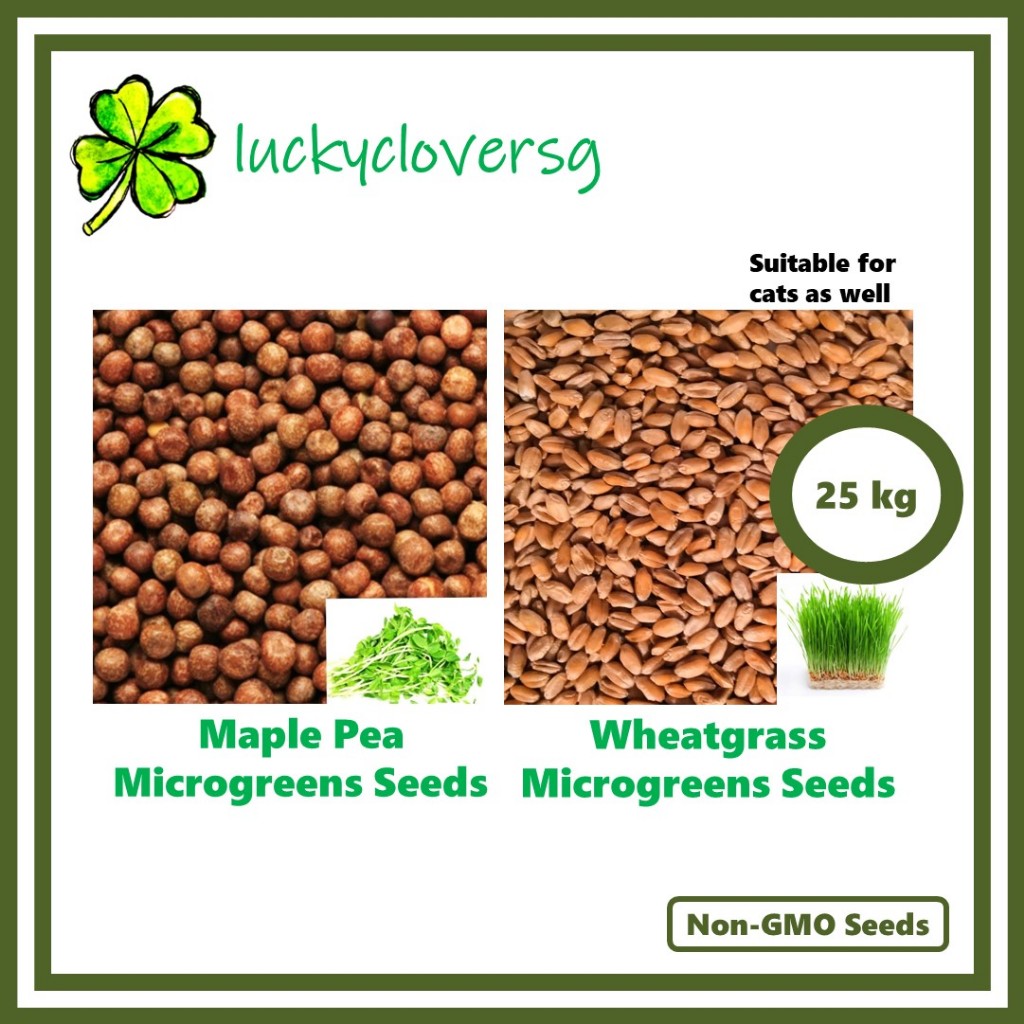 [Pre-order] [25kg] Wheatgrass and Maple Pea Seeds Microgreens | Shopee ...