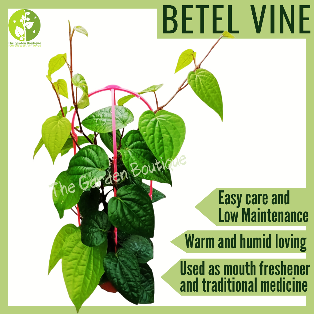 [Local Seller] Betel Vine Houseplant Indoor/Outdoor Garden Plant Fresh ...