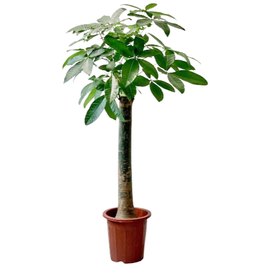 Pachira Aquatica (1.0m to 1.2m, Straight Stem), Money / Lucky Tree 发财树 ...