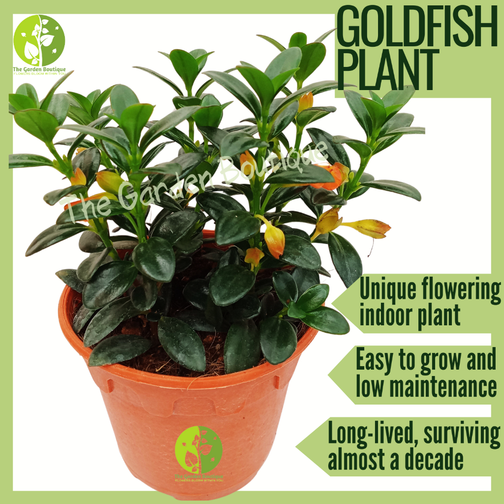 [Local Seller] Goldfish Plant Hanging Plant Houseplant Indoor Plant Pot ...