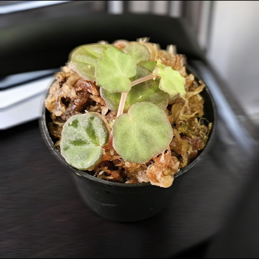 Begonia lichenora – Rare Miniature Begonia | Terrarium & Houseplant ...