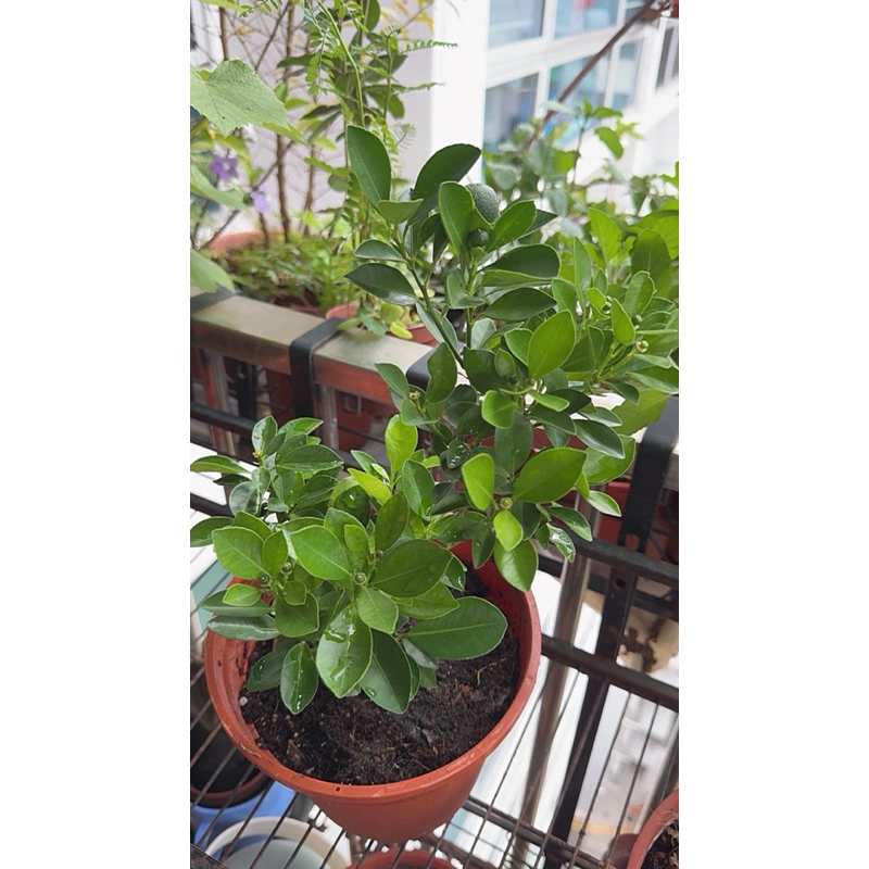 fruiting lime plant in pot organic edible herbs potted | Shopee Singapore