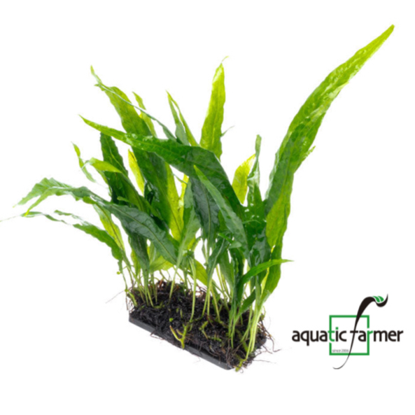 [SG READY STOCKS Live Aquatic Plant] Java fern “Narrow Leaf” by Aquatic ...