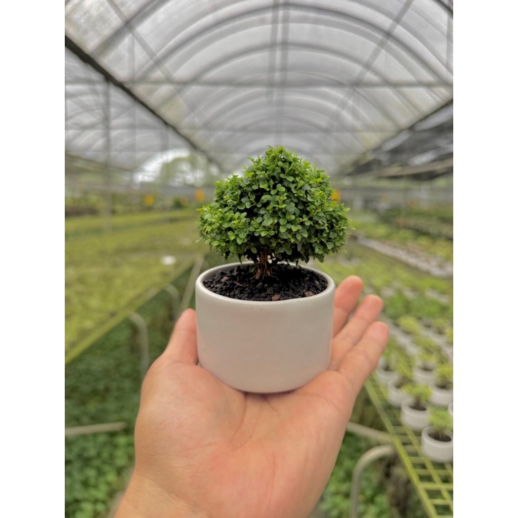 Mini Kamini Bonsai in Alabaster Serenity Planter - Easy Care Miniature ...