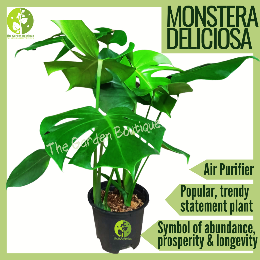 [Local Seller] Monstera deliciosa Houseplant Indoor Plant Lucky Plant ...
